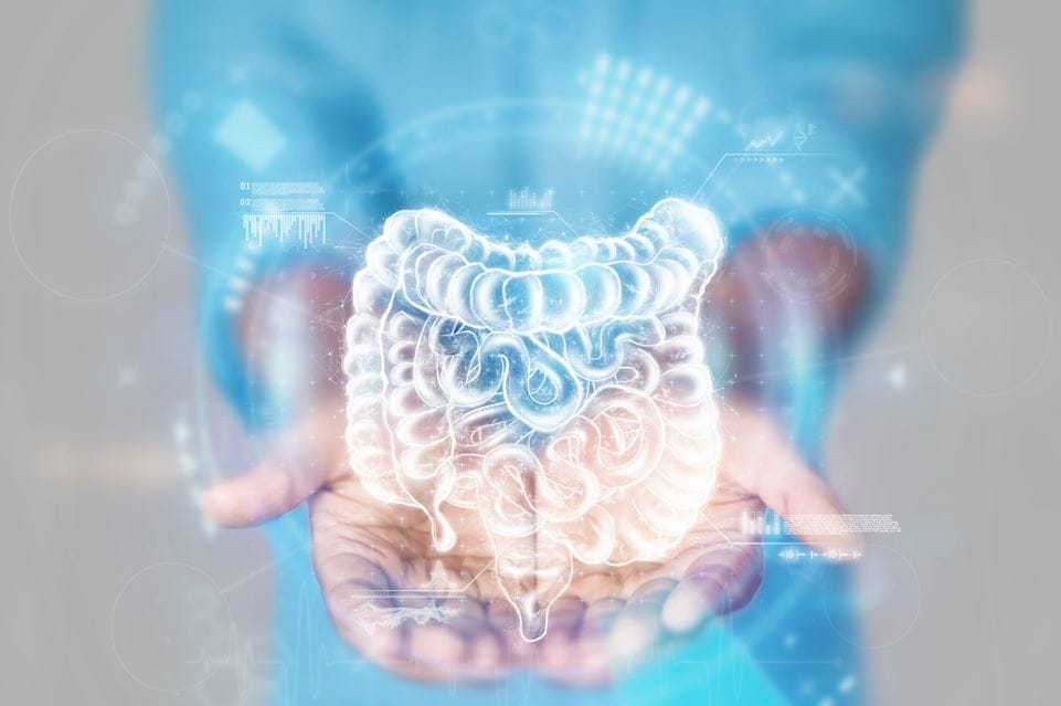 Processo de digestão: entenda como funciona - Bios-nad